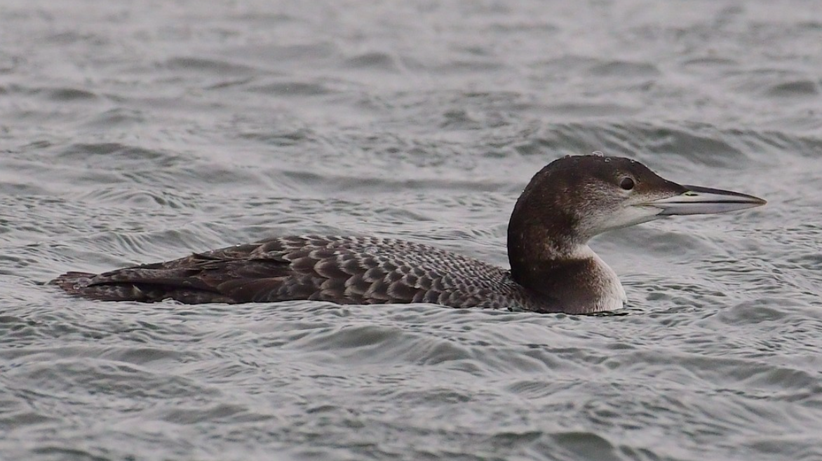 Great Northern Birding – Natural Selection