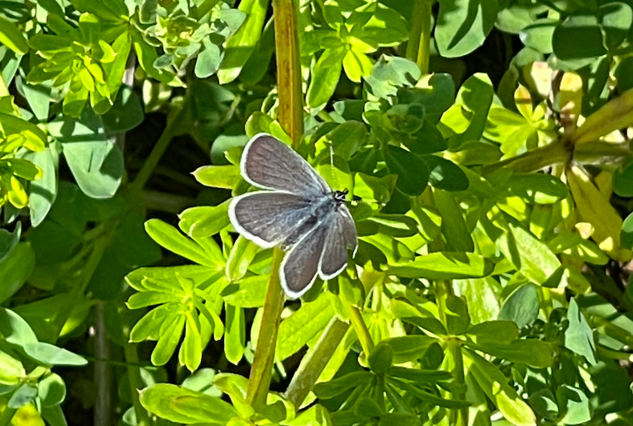 Barrow’s ‘Best’ Butterflies – Natural Selection