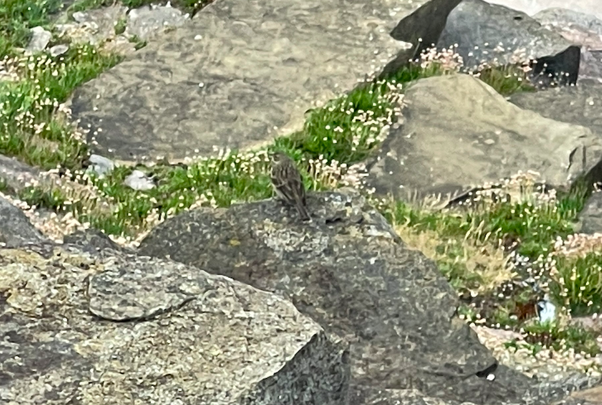 A New Blackpool Breeding Bird – Natural Selection