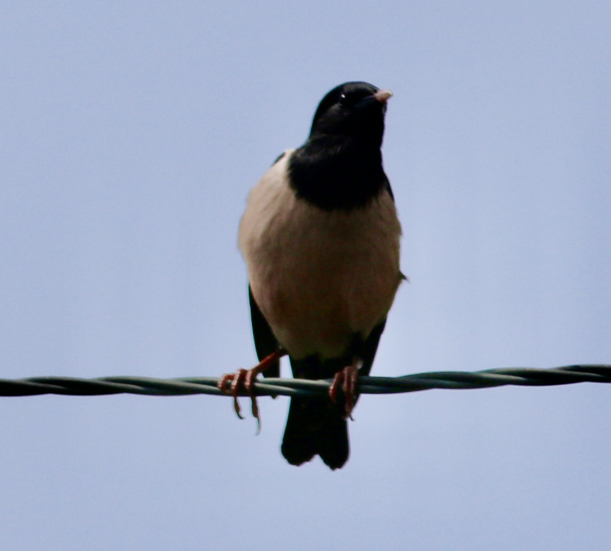 The Trouble With Ebird – Natural Selection